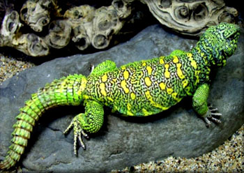 鬣蜥科 Agamidae 蓝色动物学（中国动物科学普）